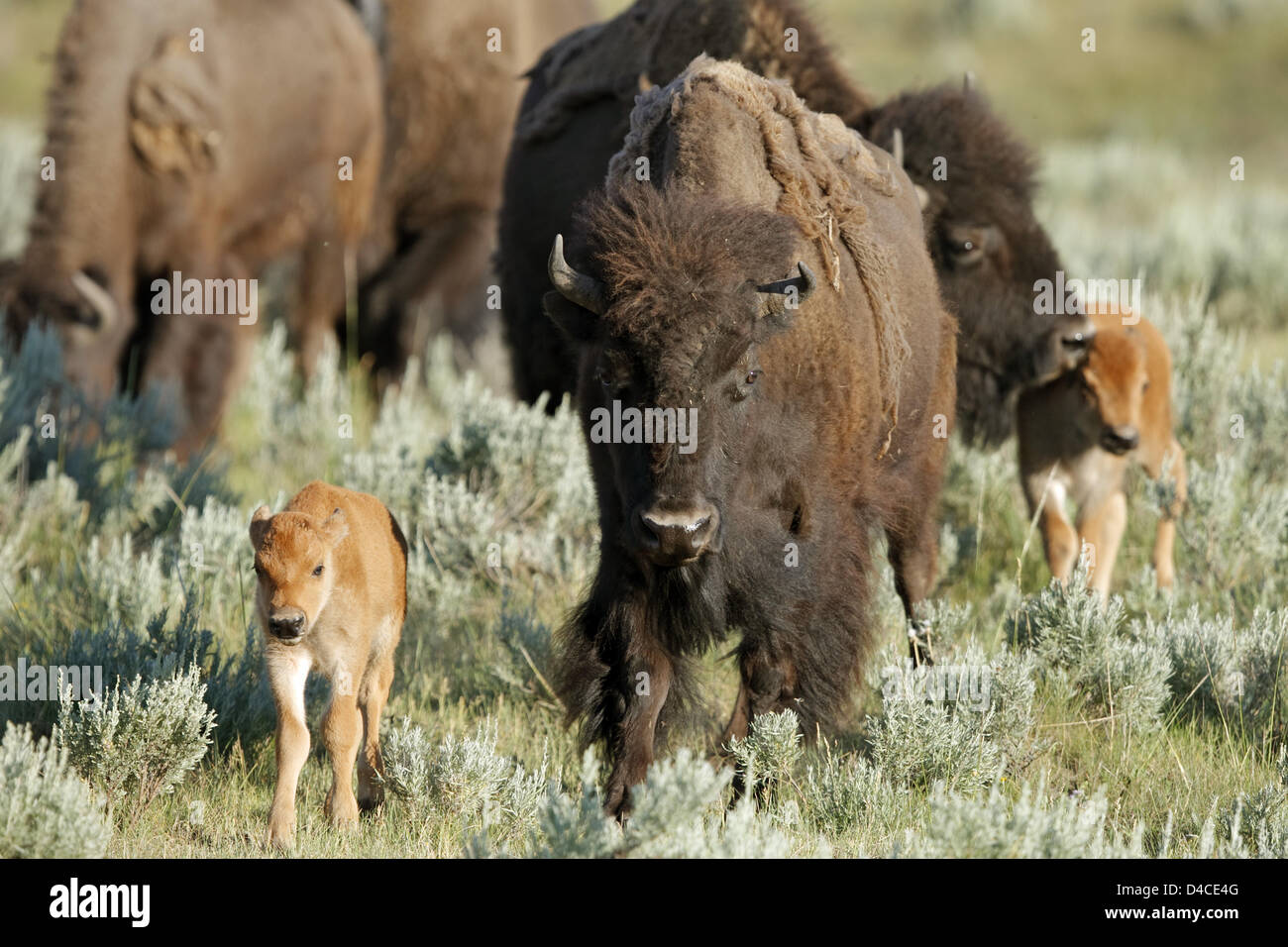 (dpa file) - Bison (lat.: Bison bison) cows and their calves shown at ...