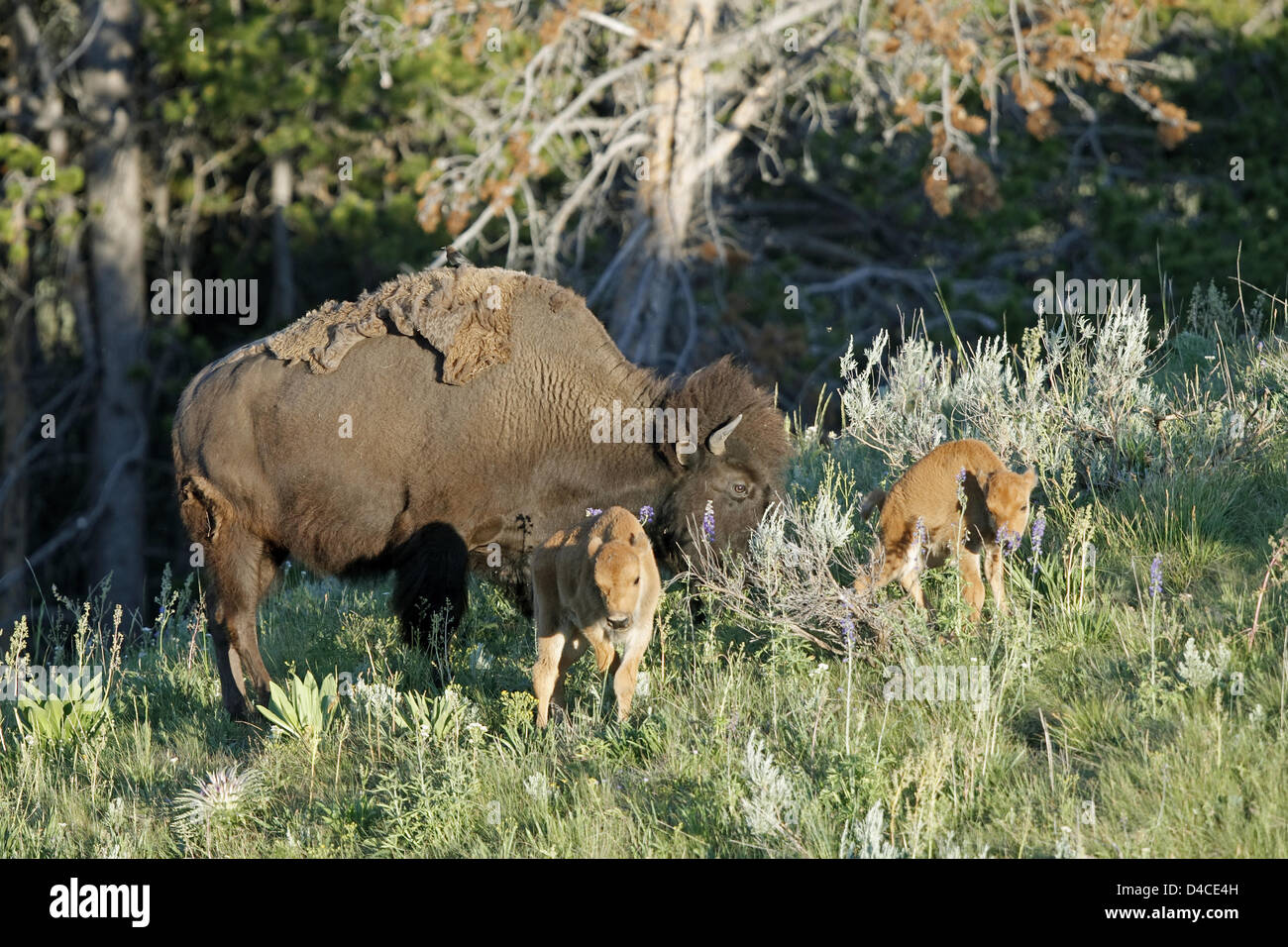 (dpa file) - Bison (lat.: Bison bison) cows and their calves shown at ...