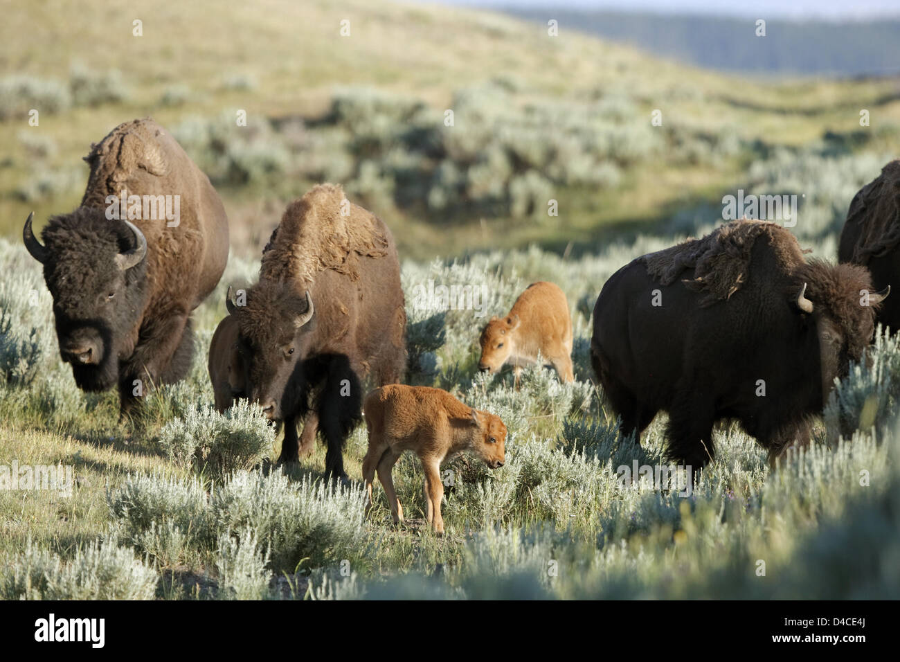 (dpa file) - Bison (lat.: Bison bison) cows and their calves shown at ...