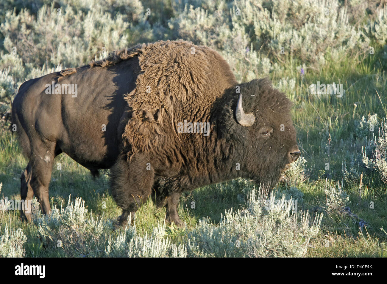 (dpa file) - Bison (lat.: Bison bison) cows and their calves shown at ...
