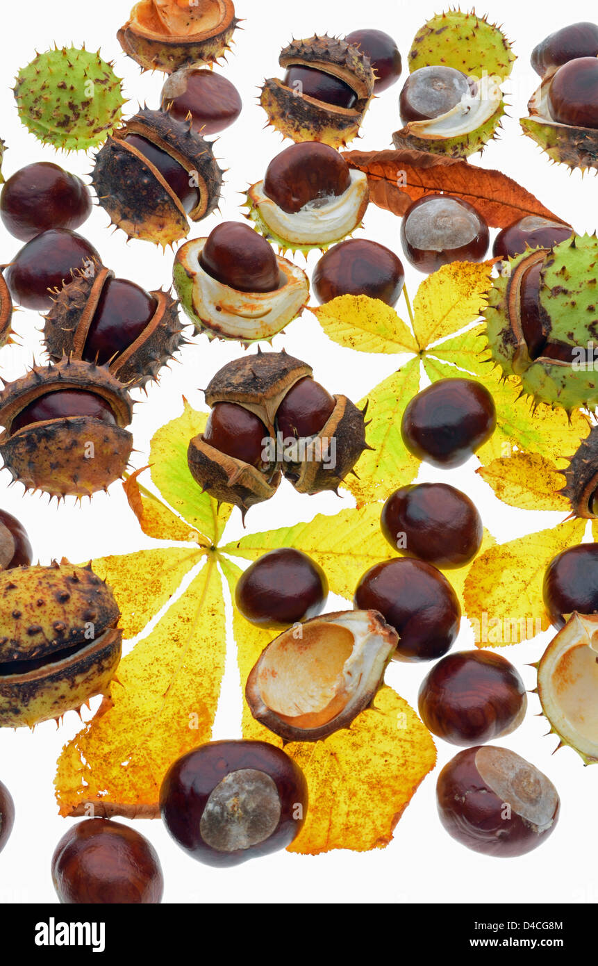 Chestnuts with leaves and skin Stock Photo - Alamy