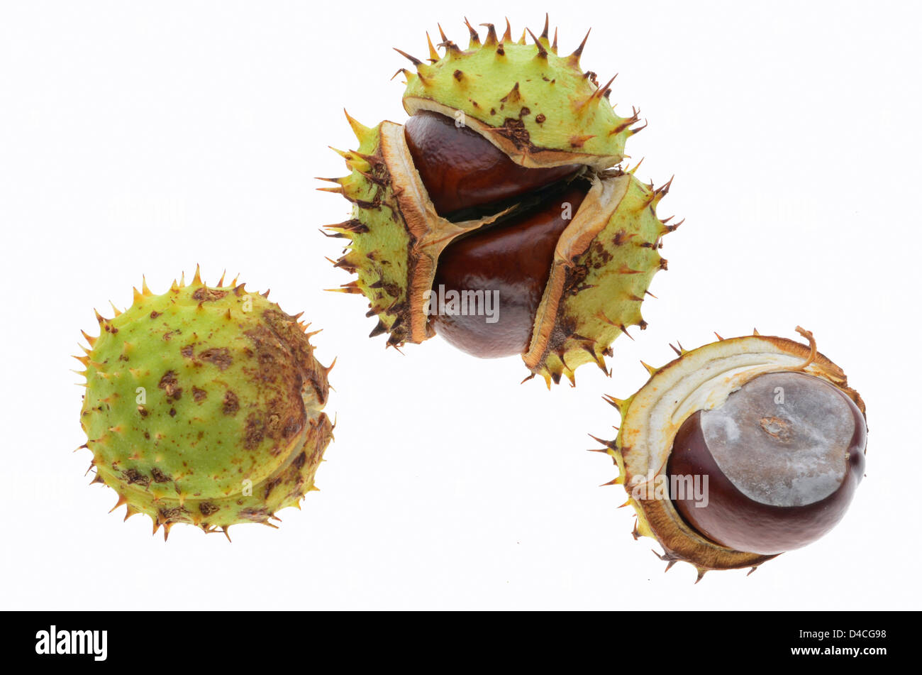 Three chestnuts with skin Stock Photo - Alamy