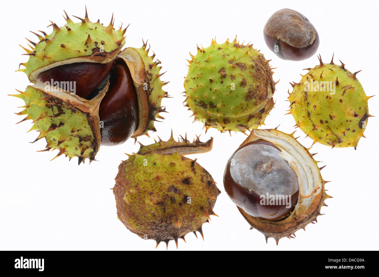 Chestnuts with skin Stock Photo - Alamy