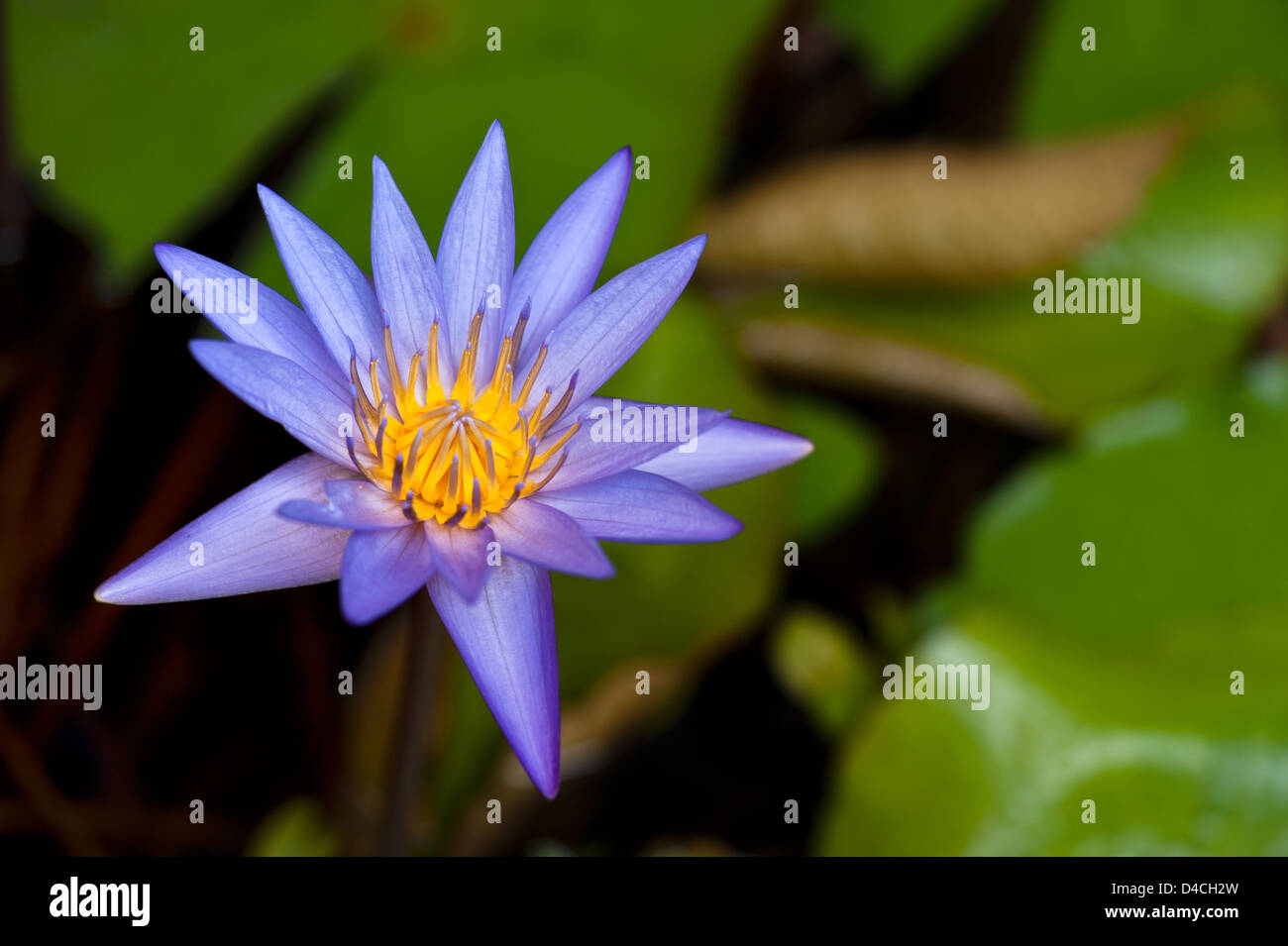 Beautiful Water lily in a small water pond Stock Photo - Alamy
