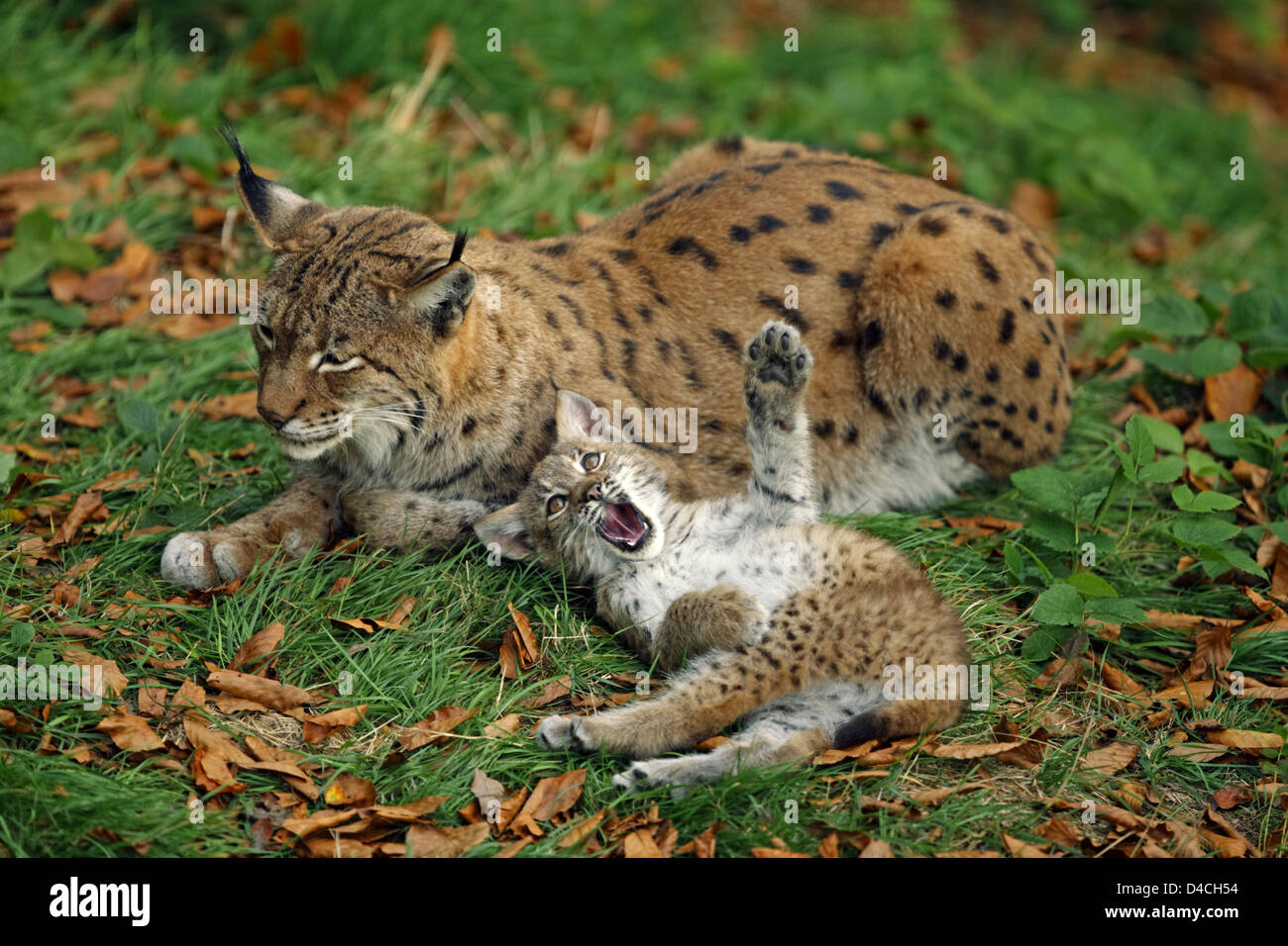 Eurasian lynx lynx lynx group hi-res stock photography and images - Alamy