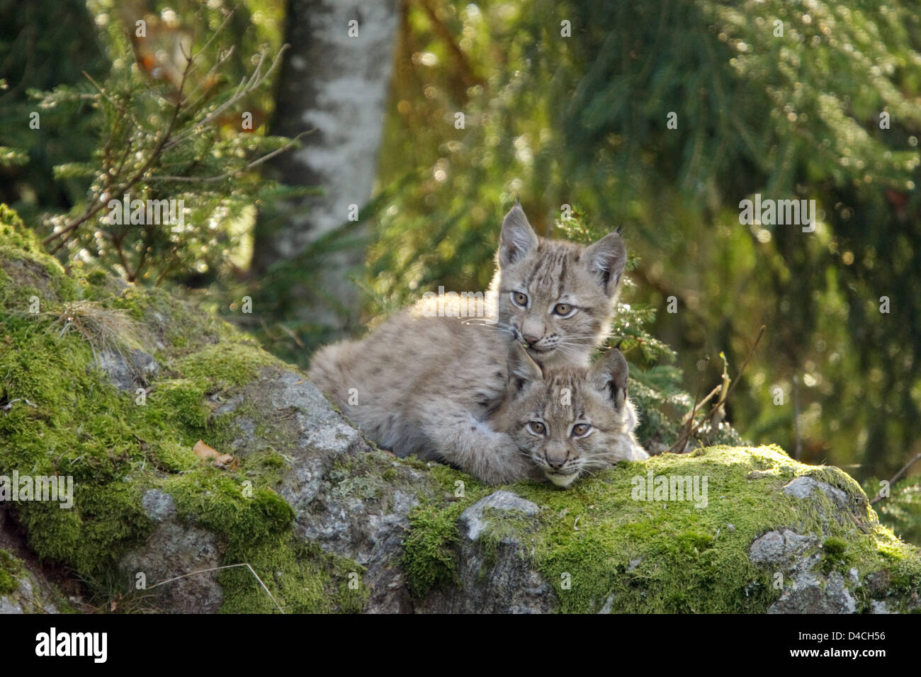 Eurasian Lynx Lynx Lynx Group High Resolution Stock Photography and ...