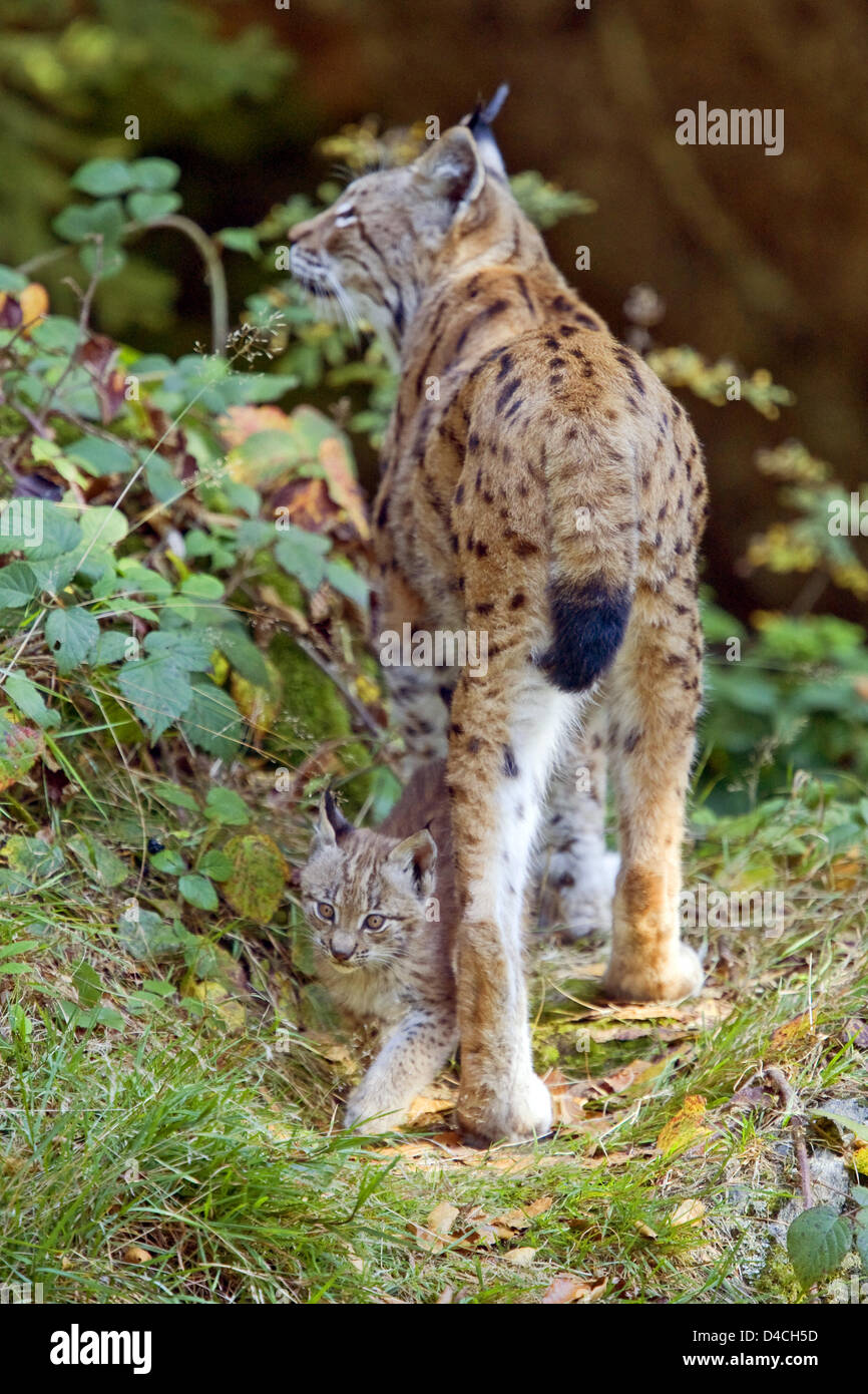 A pup stands in between the legs of a grown Eurasian lynx in Germany ...