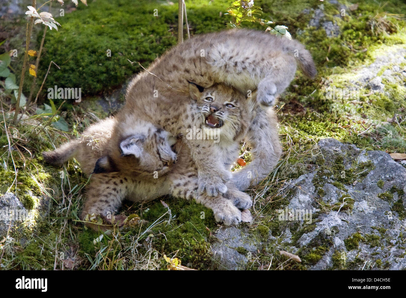 Two Eurasian lynx pups playfight in an enclosure in Germany, 2007 ...