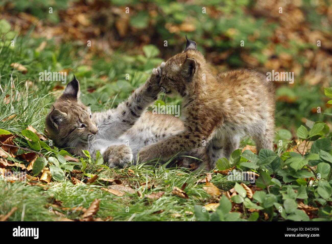 Eurasian lynx lynx lynx group hi-res stock photography and images - Alamy