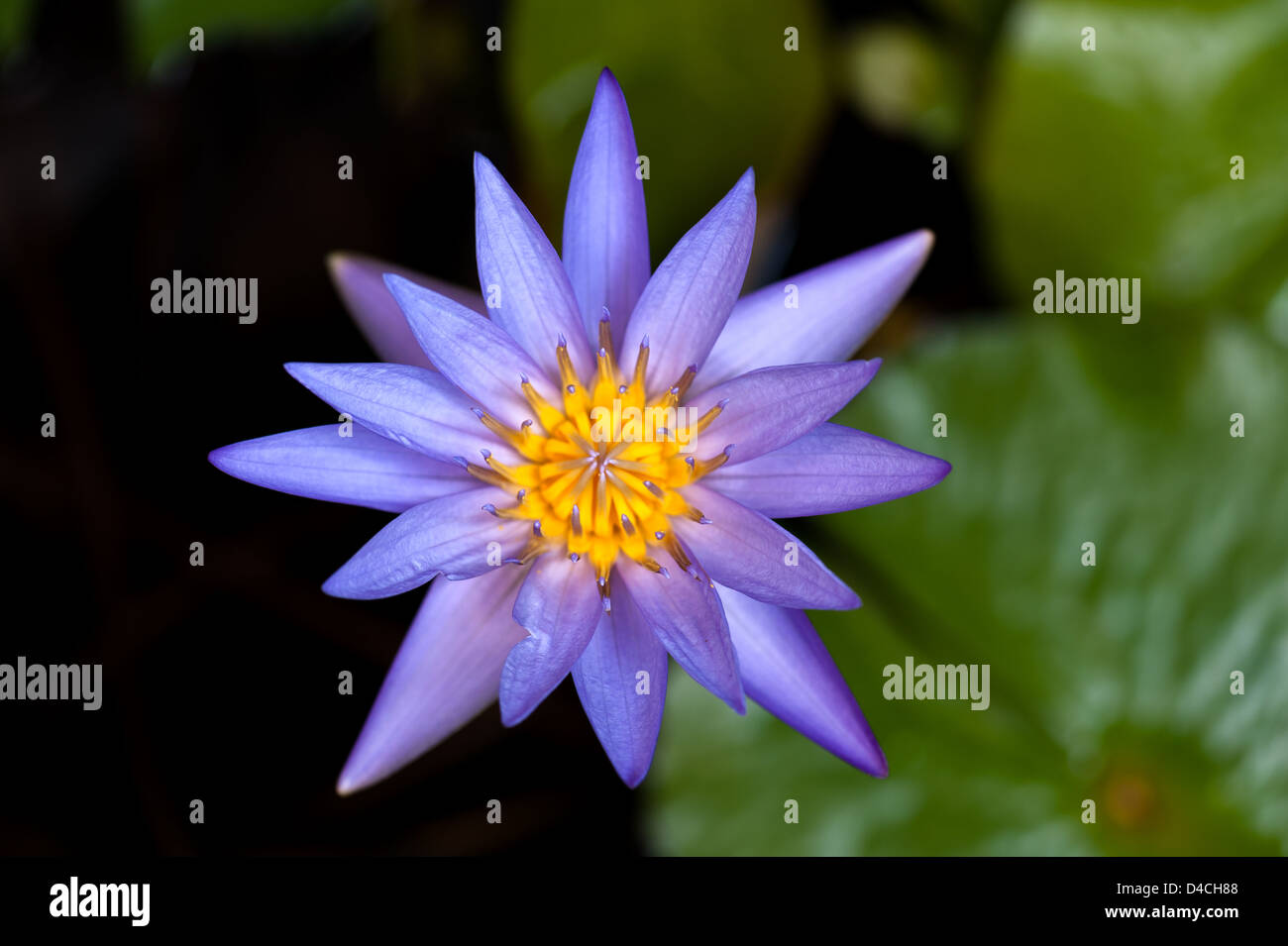 Beautiful Water lily in a small water pond Stock Photo - Alamy