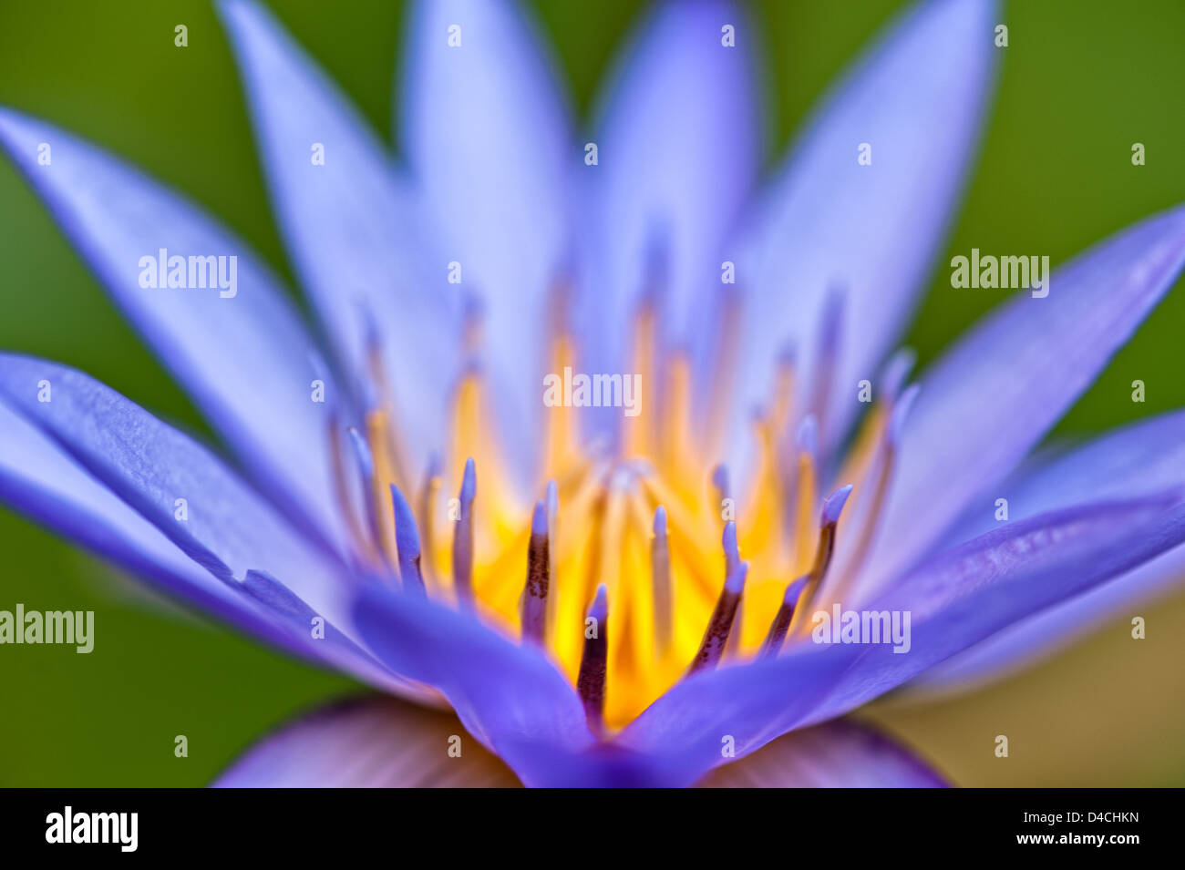 Beautiful Water lily in a small water pond Stock Photo - Alamy