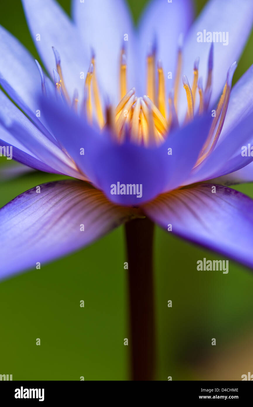 Beautiful Water lily in a small water pond Stock Photo - Alamy