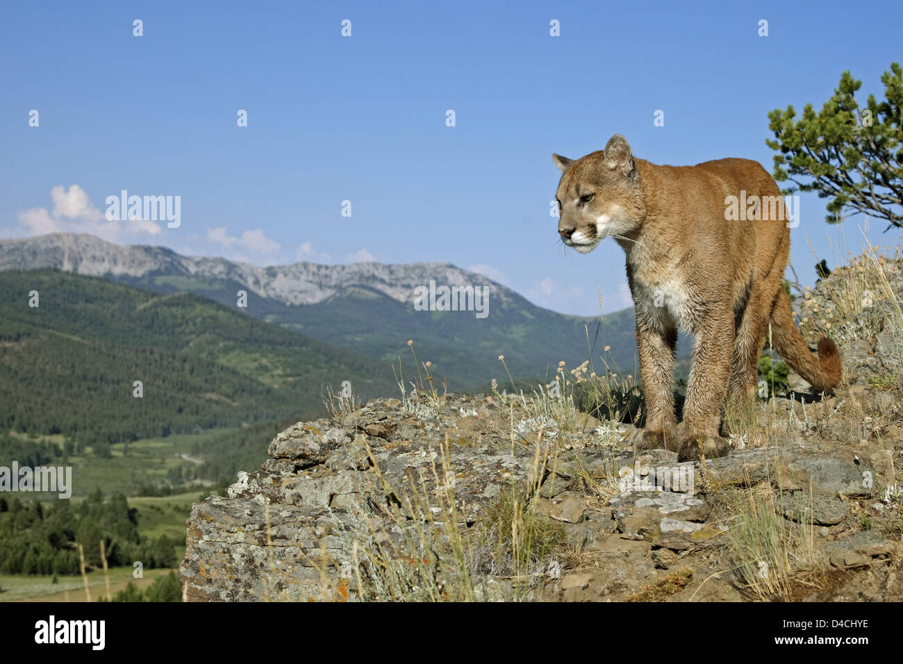 A puma (lat.: Felis concolor) also known as cougar or mountain lion ...