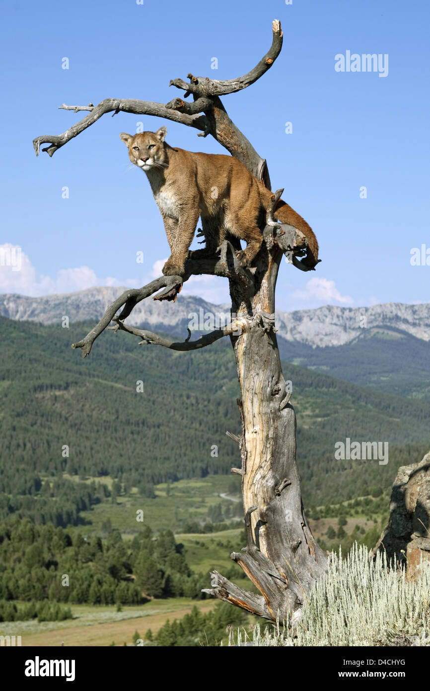 A puma (lat.: Felis concolor) also known as cougar or mountain lion ...