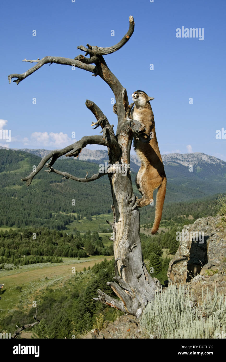 A puma (lat.: Felis concolor) also known as cougar or mountain lion ...