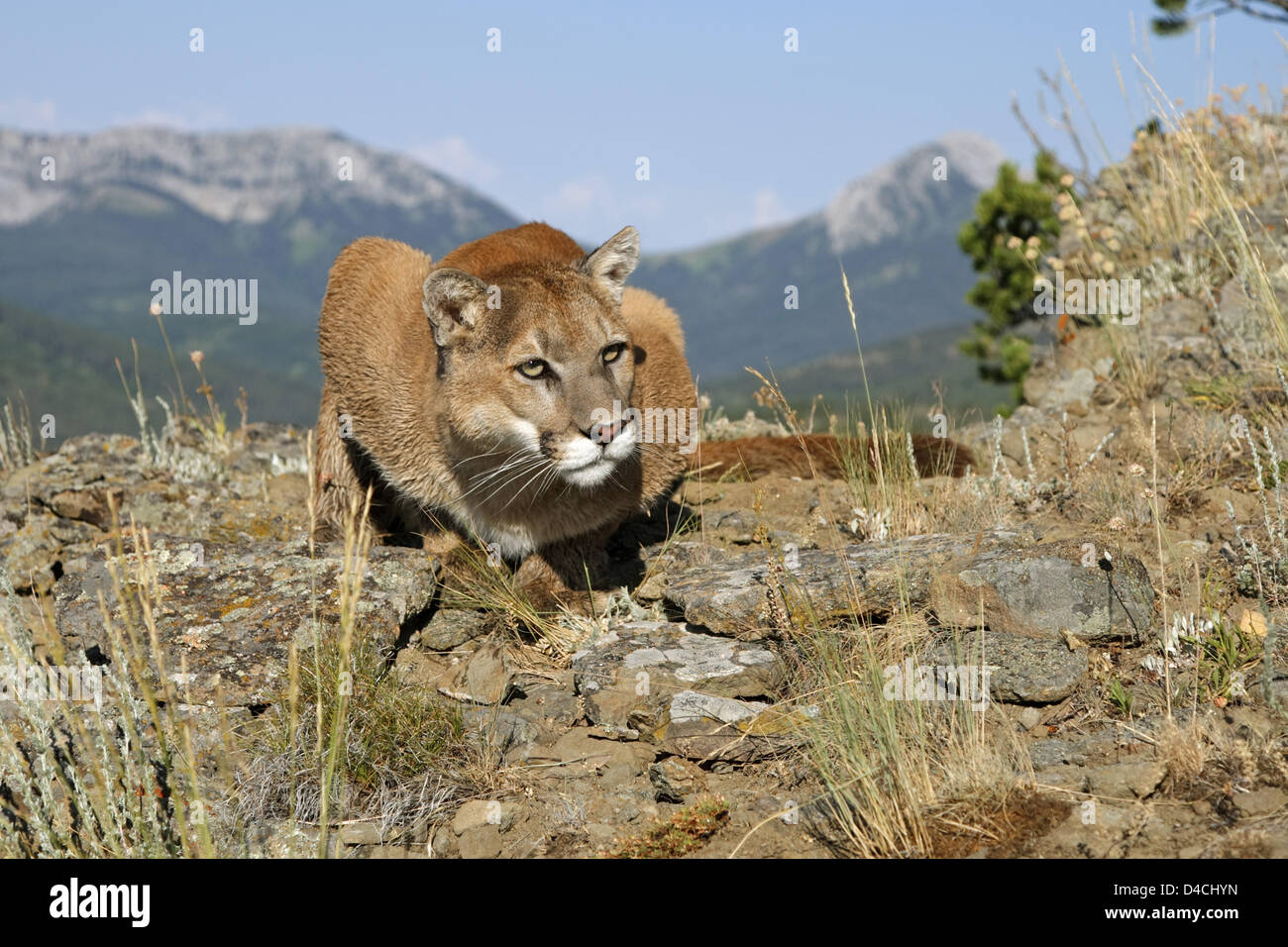 A puma (lat.: Felis concolor) also known as cougar or mountain lion ...