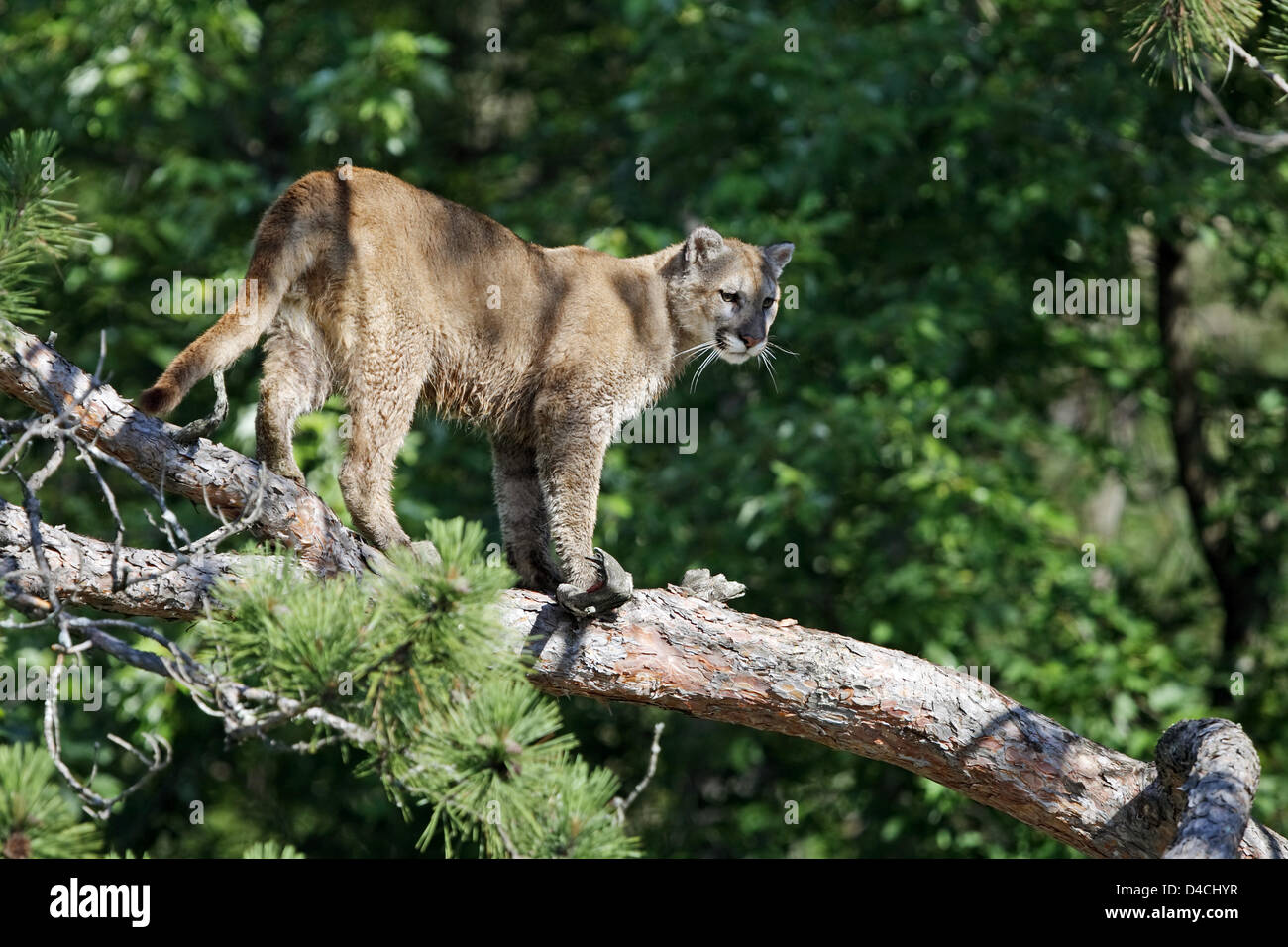A puma (lat.: Felis concolor) stands on a pine branch in Minnesota, USA ...