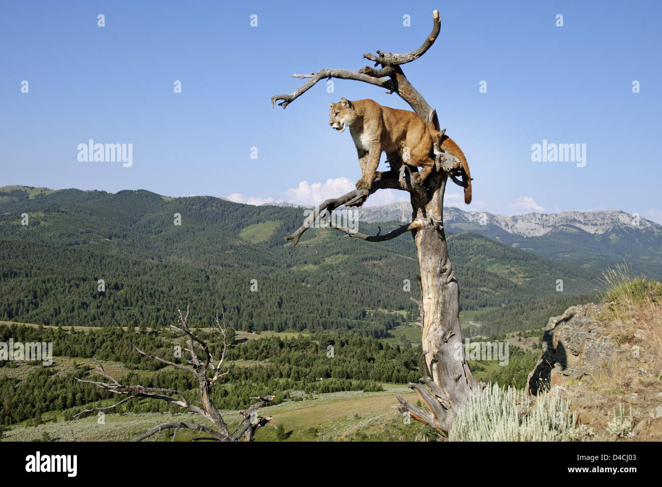 A puma (lat.: Felis concolor) also known as cougar or mountain lion ...