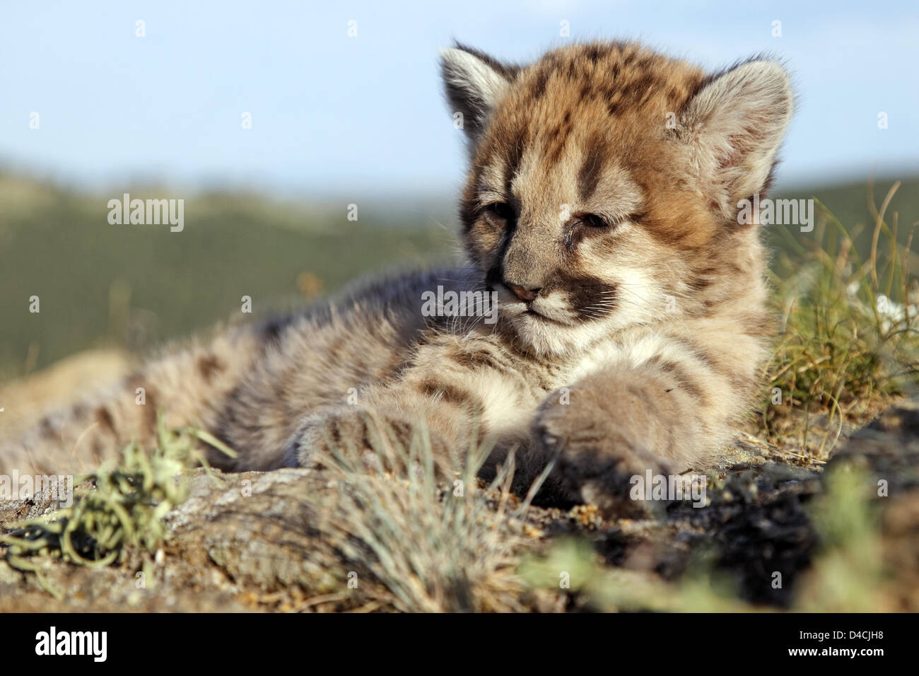 A young Puma cub (lat.: Felis concolor), also known as cougar or ...