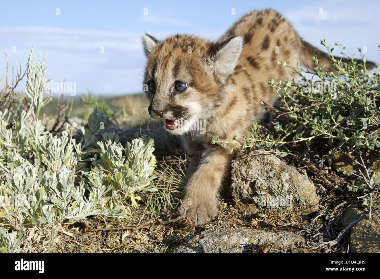 A young Puma cub (lat.: Felis concolor), also known as cougar or ...