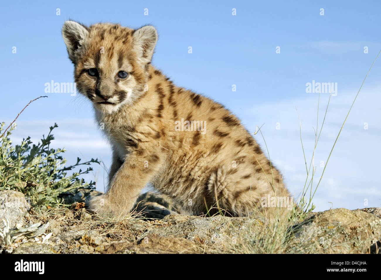 A young Puma cub (lat.: Felis concolor), also known as cougar or ...
