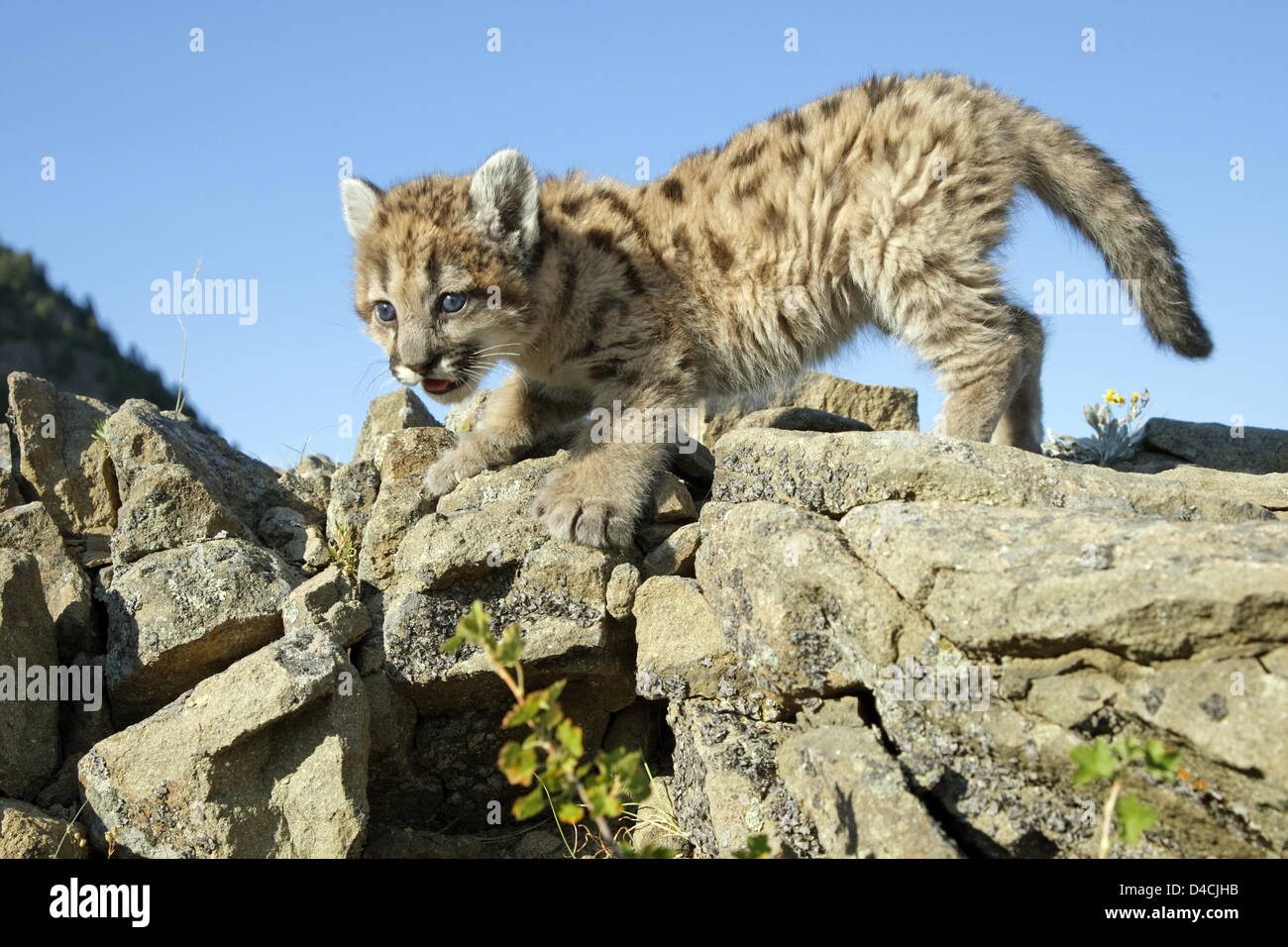 A young Puma cub (lat.: Felis concolor), also known as cougar or ...