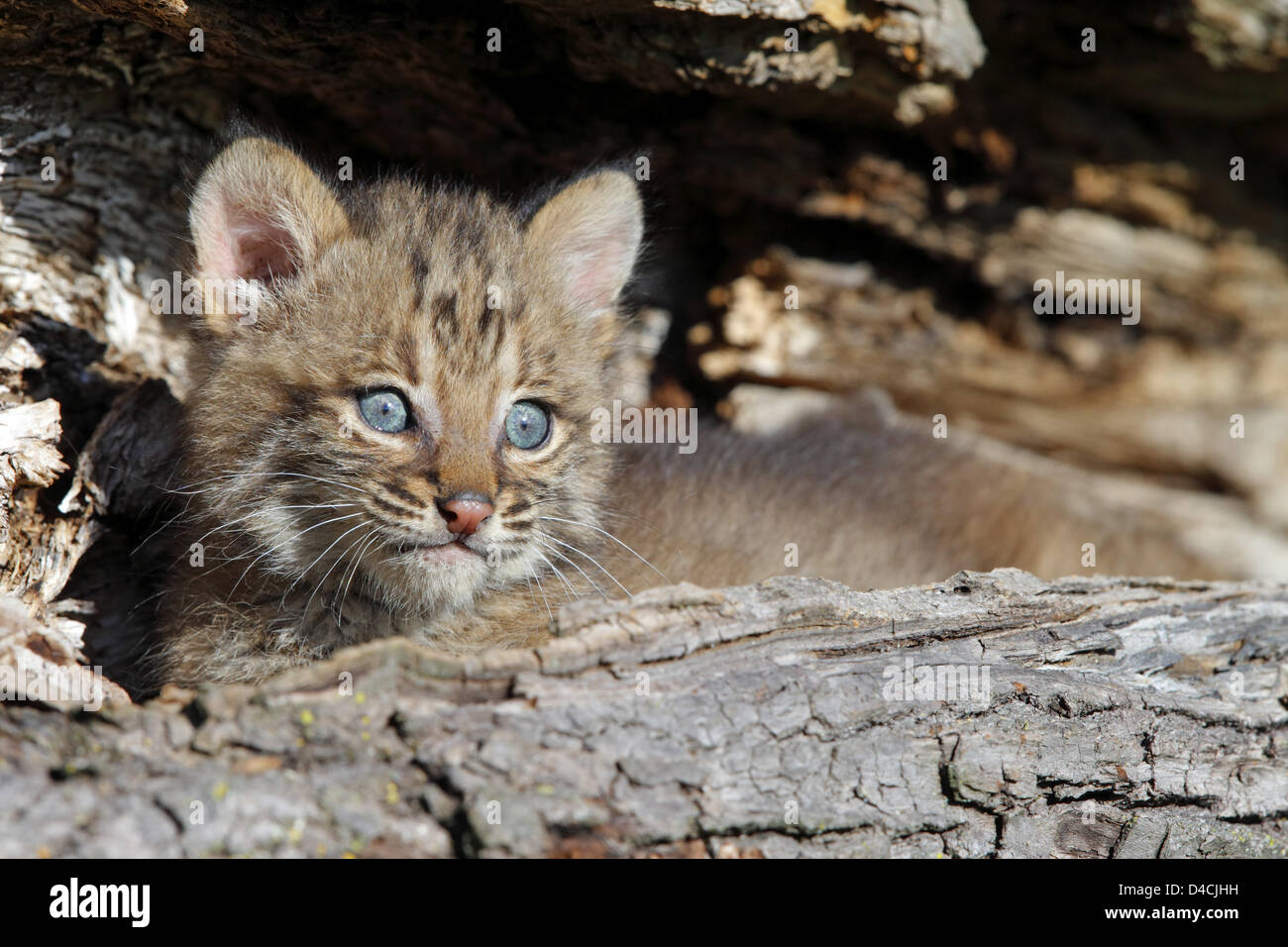 A young bobcat cub (lat.: Felis rufa) lies in a hollowed tree in ...