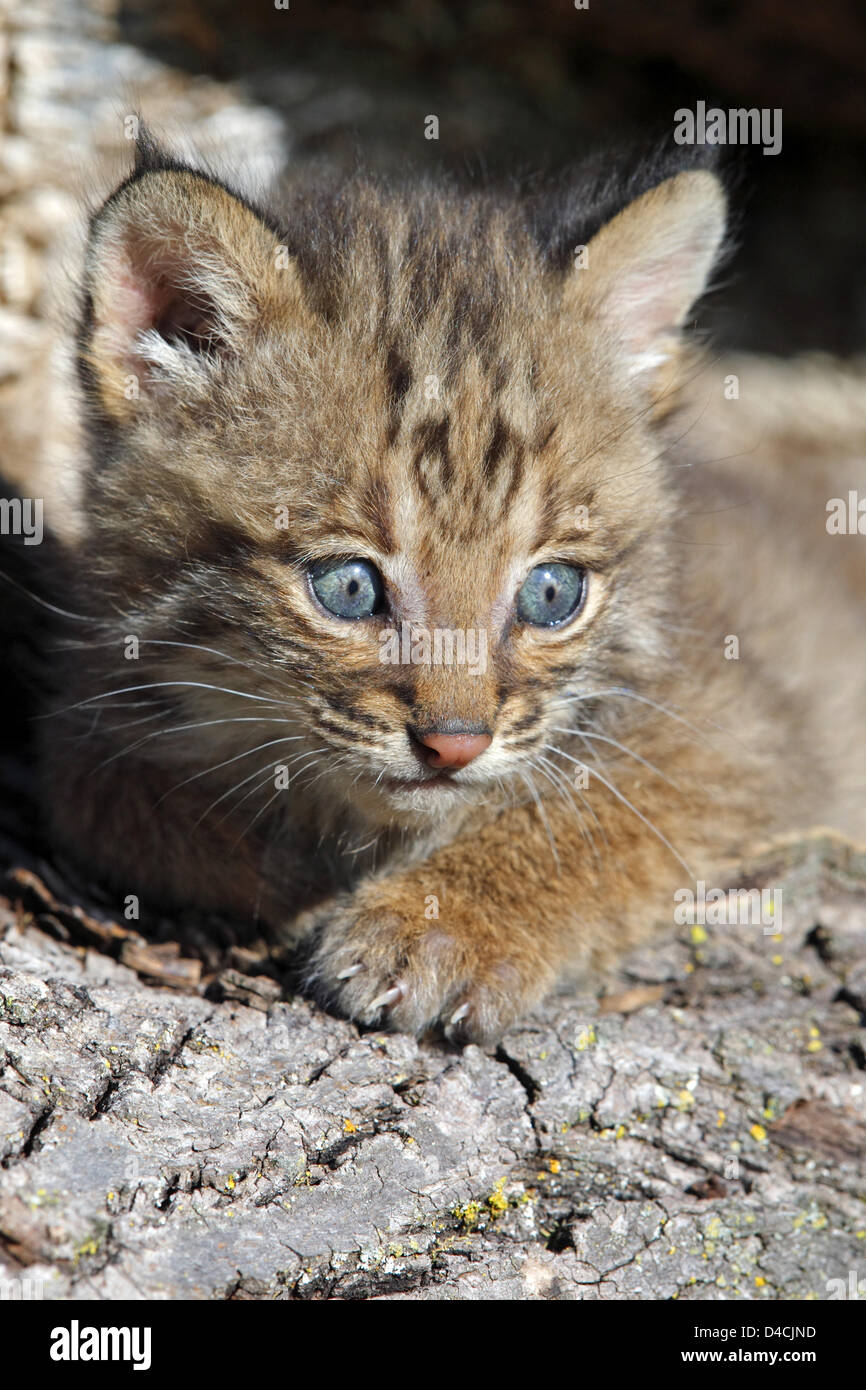 A young bobcat cub (lat.: Felis rufa) lies in a hollowed tree in ...