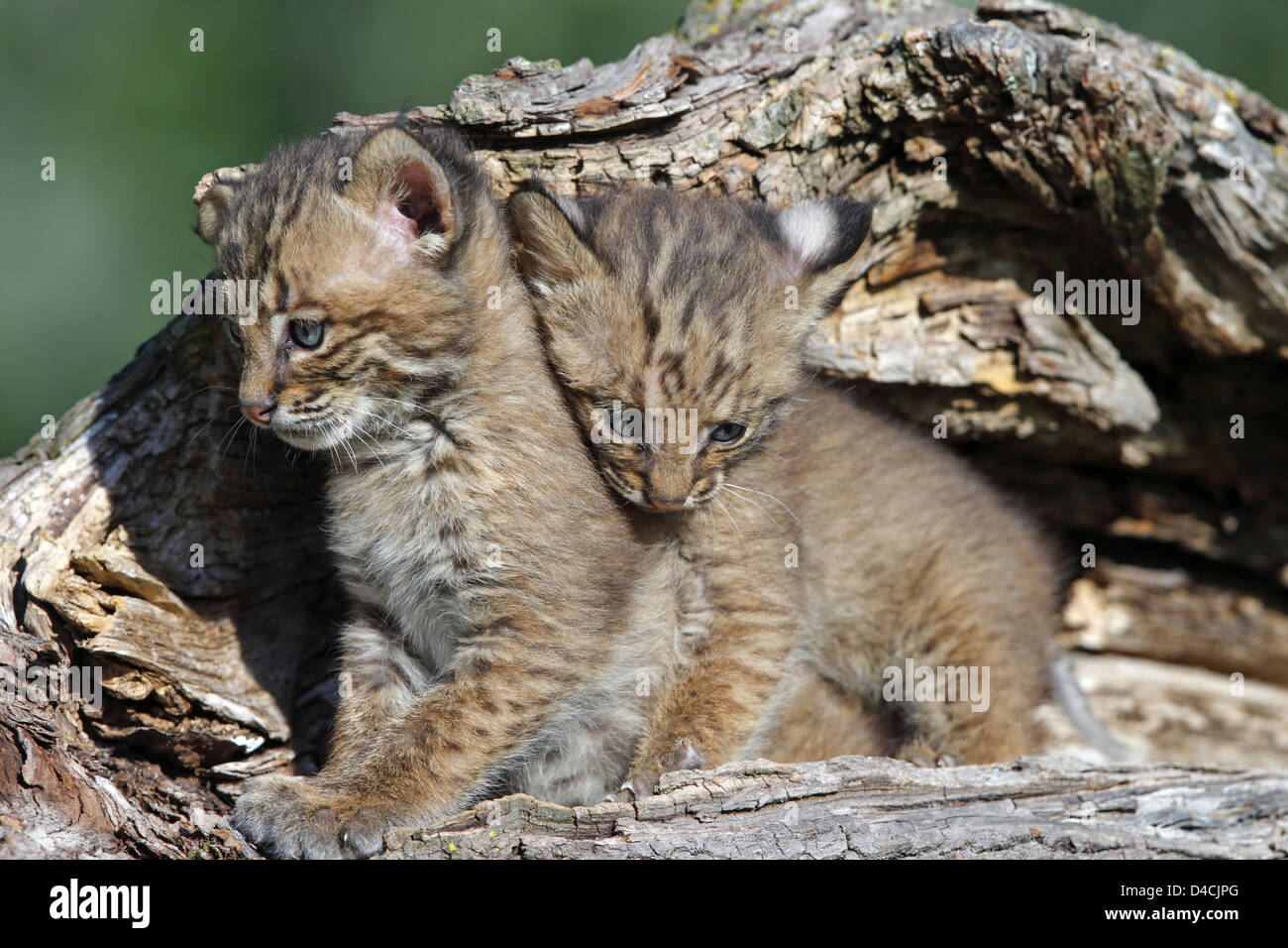 Two young bobcat cubs (lat.: Felis rufa) sit in a hollowed tree in ...