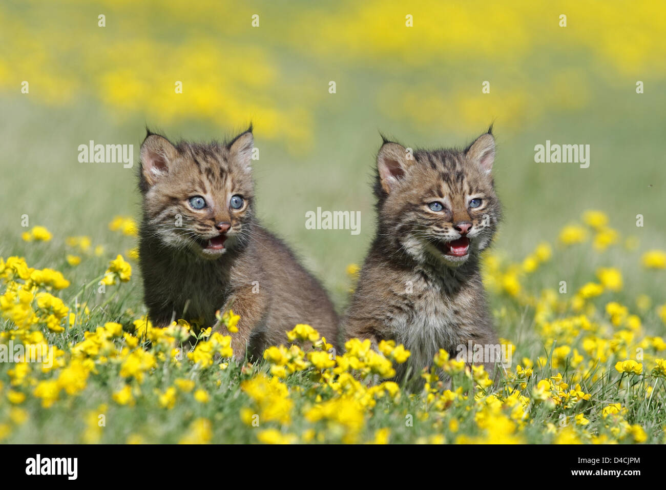 Two young bobcat cubs (lat.: Felis rufa) play on a meadow in Minnesota ...