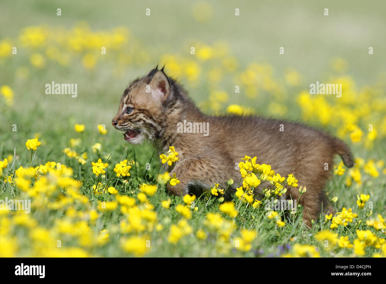 A young bobcat cubs (lat.: Felis rufa) plays on a meadow in Minnesota ...