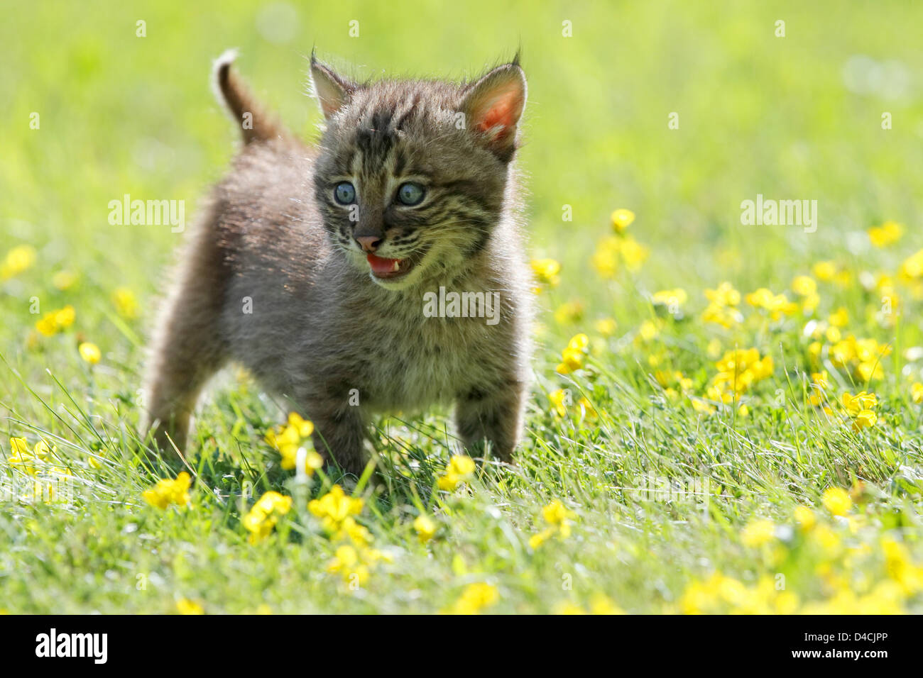 A young bobcat cubs (lat.: Felis rufa) plays on a meadow in Minnesota ...