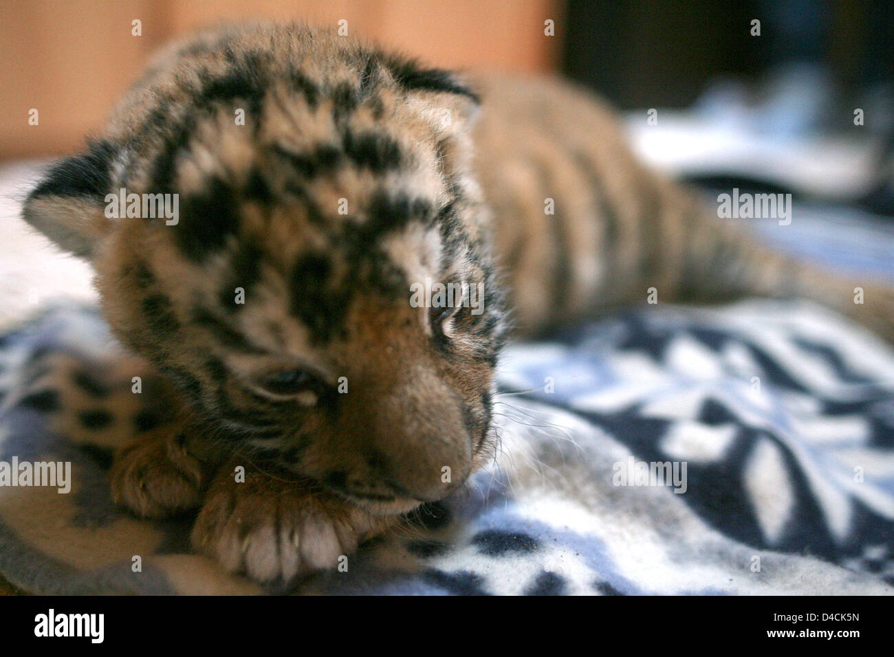The yet nameless tiger baby born on New Year's Day is held by Ramona ...