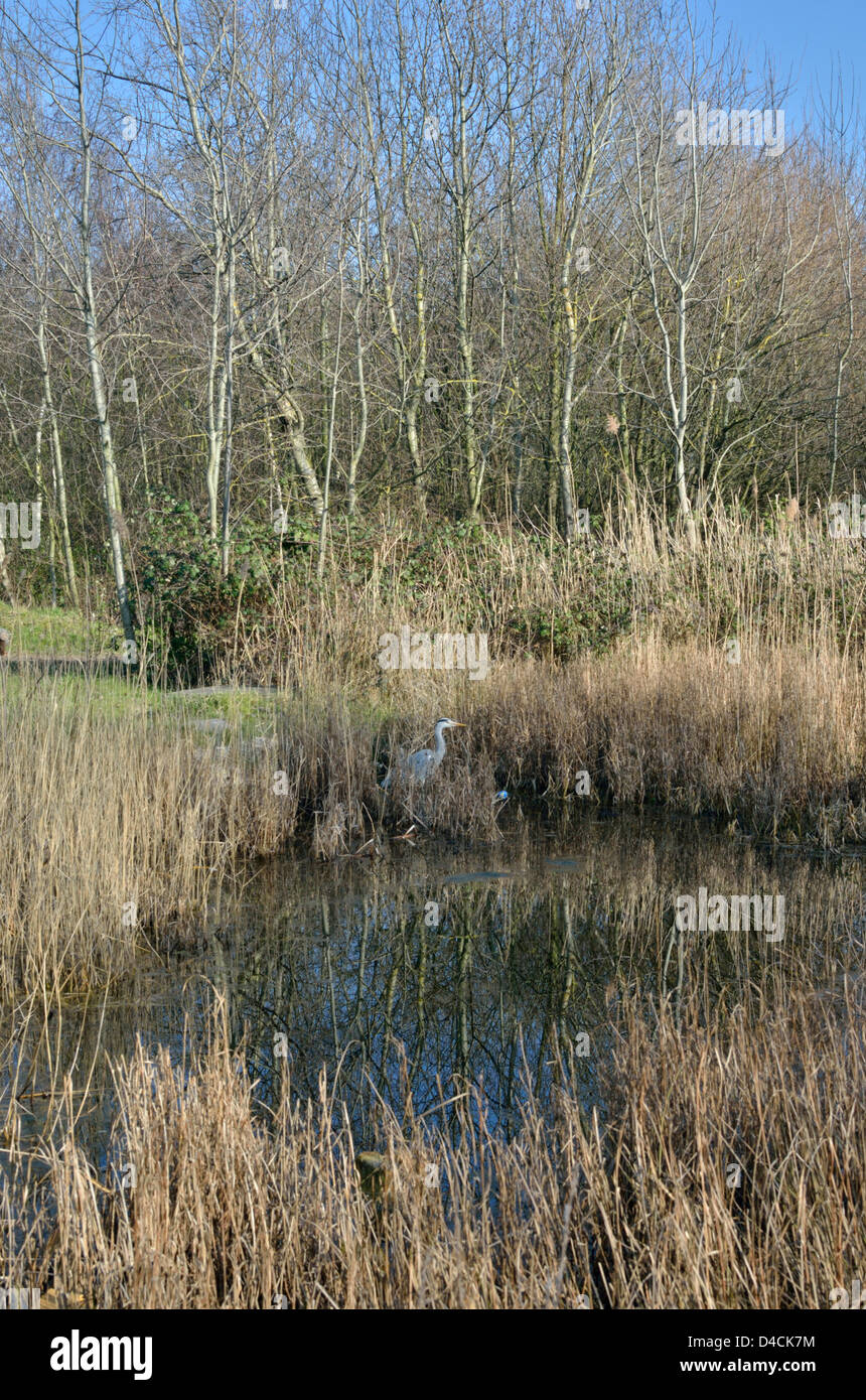 Stave Hill Ecology Park, Rotherhithe, London, UK Stock Photo - Alamy