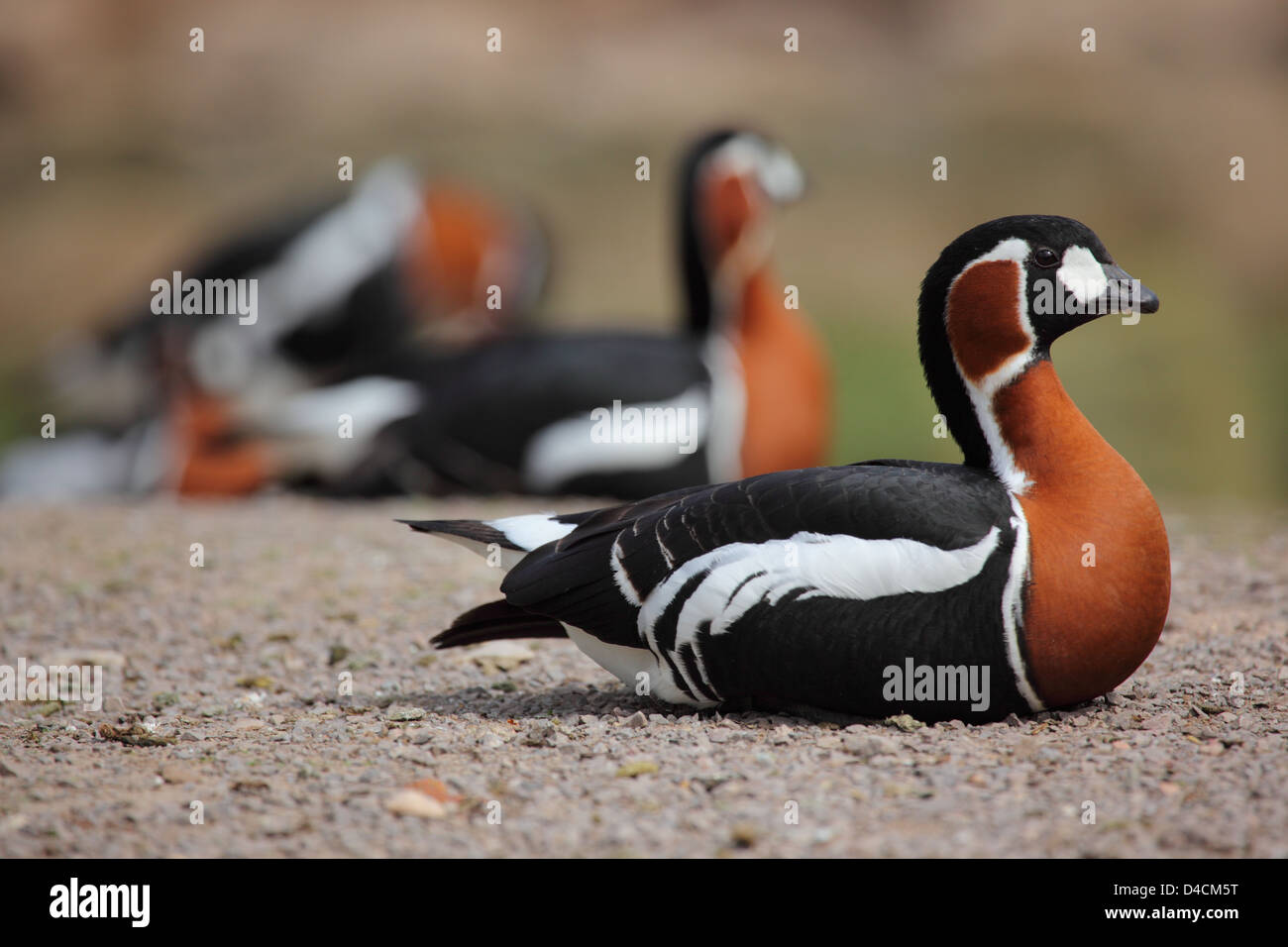 Red breasted geese (Branta ruficollis Stock Photo - Alamy