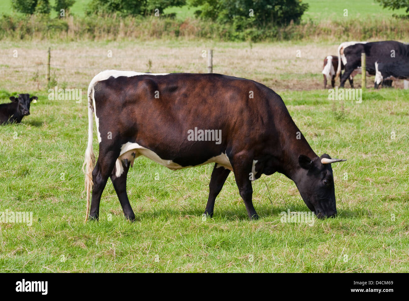 Gloucester (Bos taurus). Cow . Grazing. Norfolk. Mahogany colour form ...