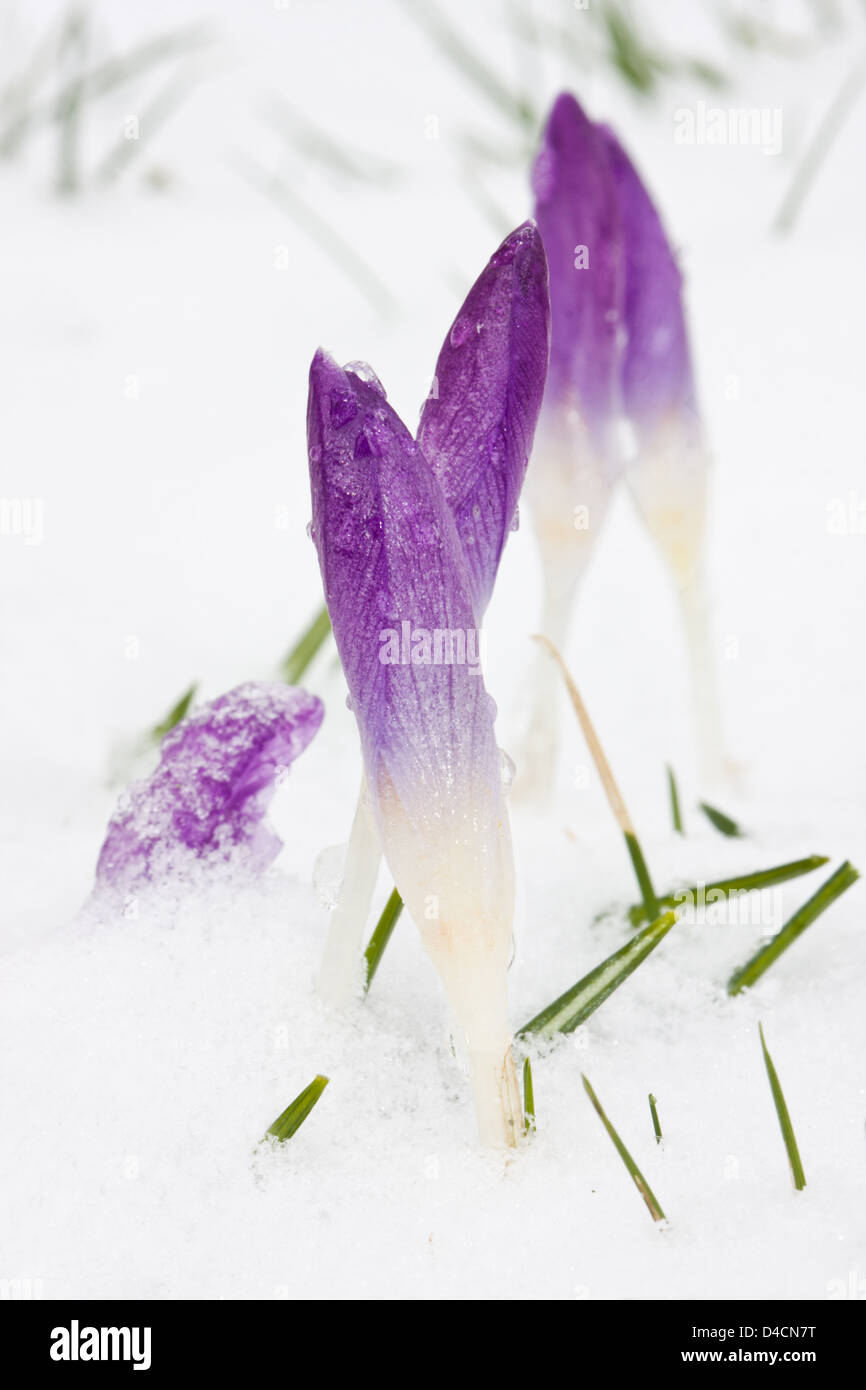 Purple crocuses in the snow hi-res stock photography and images - Alamy