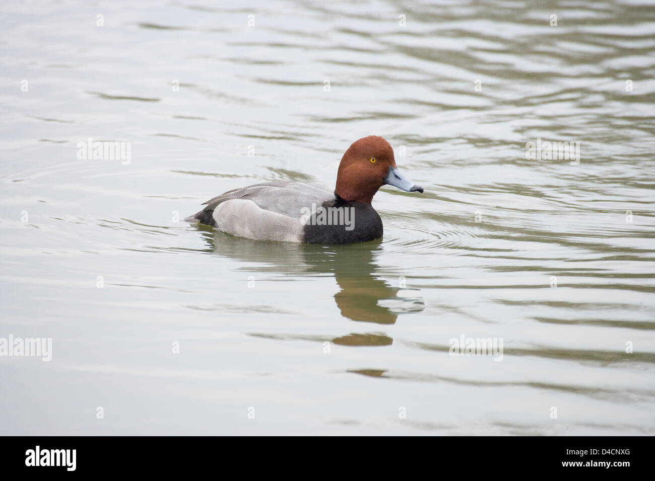 Redhead duck hi-res stock photography and images - Alamy