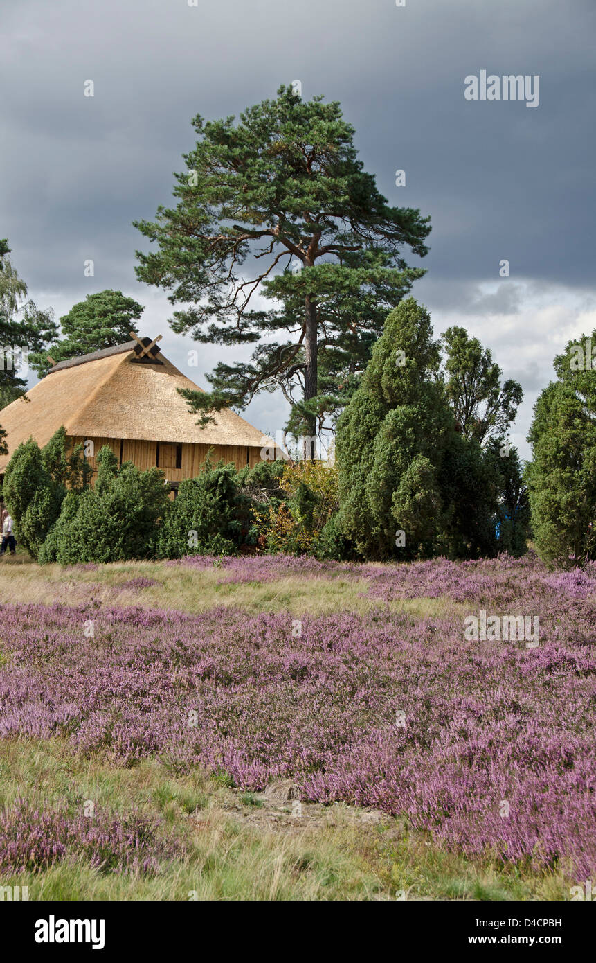 Heath landscape in Gifhorn, Lower Saxony, Germany Stock Photo - Alamy