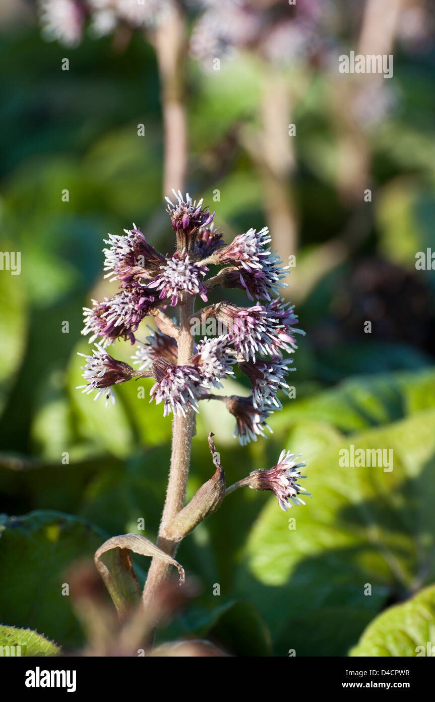 Winter heliotrope petasites fragrans hi-res stock photography and ...