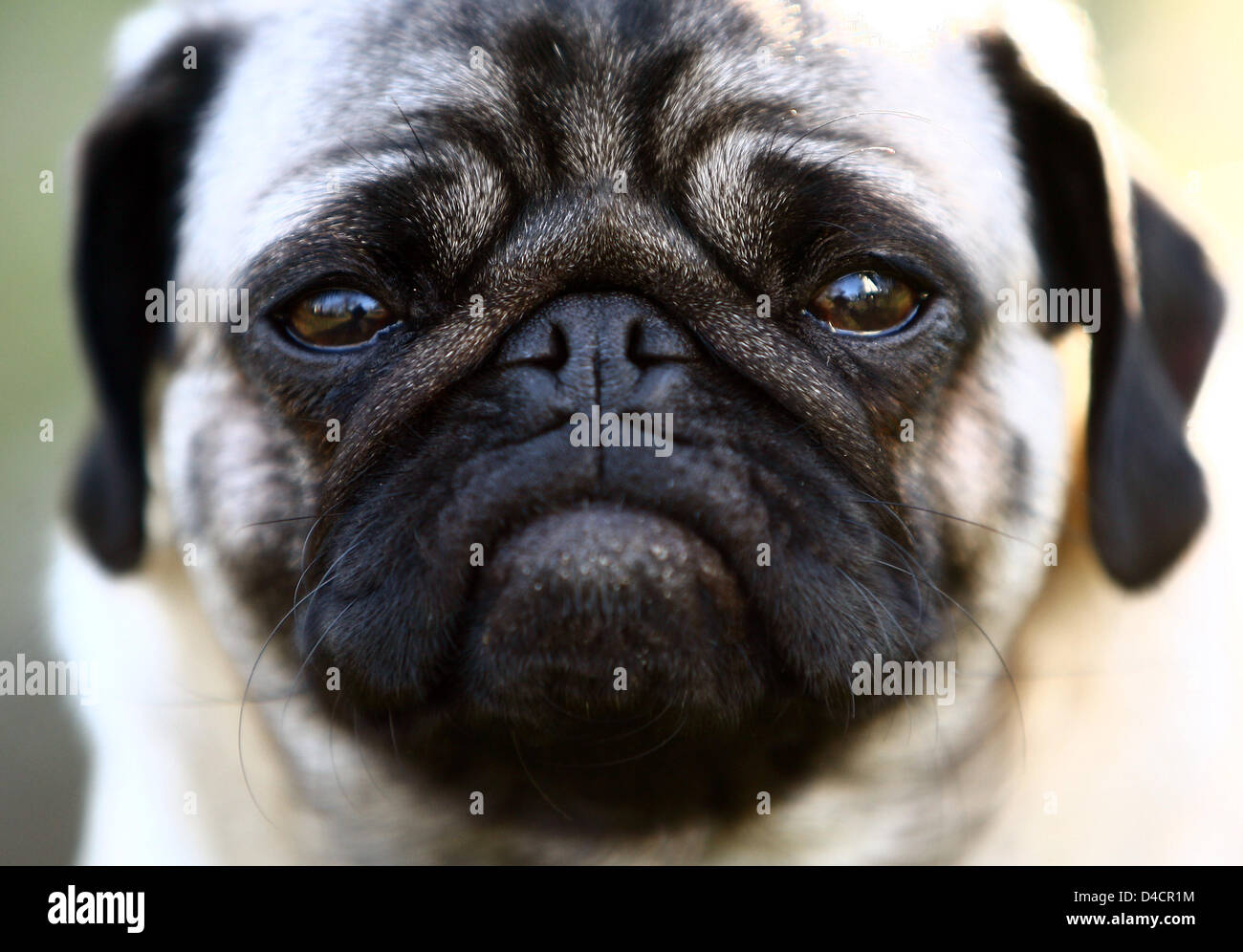 Female pug Lotte is pictured while she is take for a walk in ...