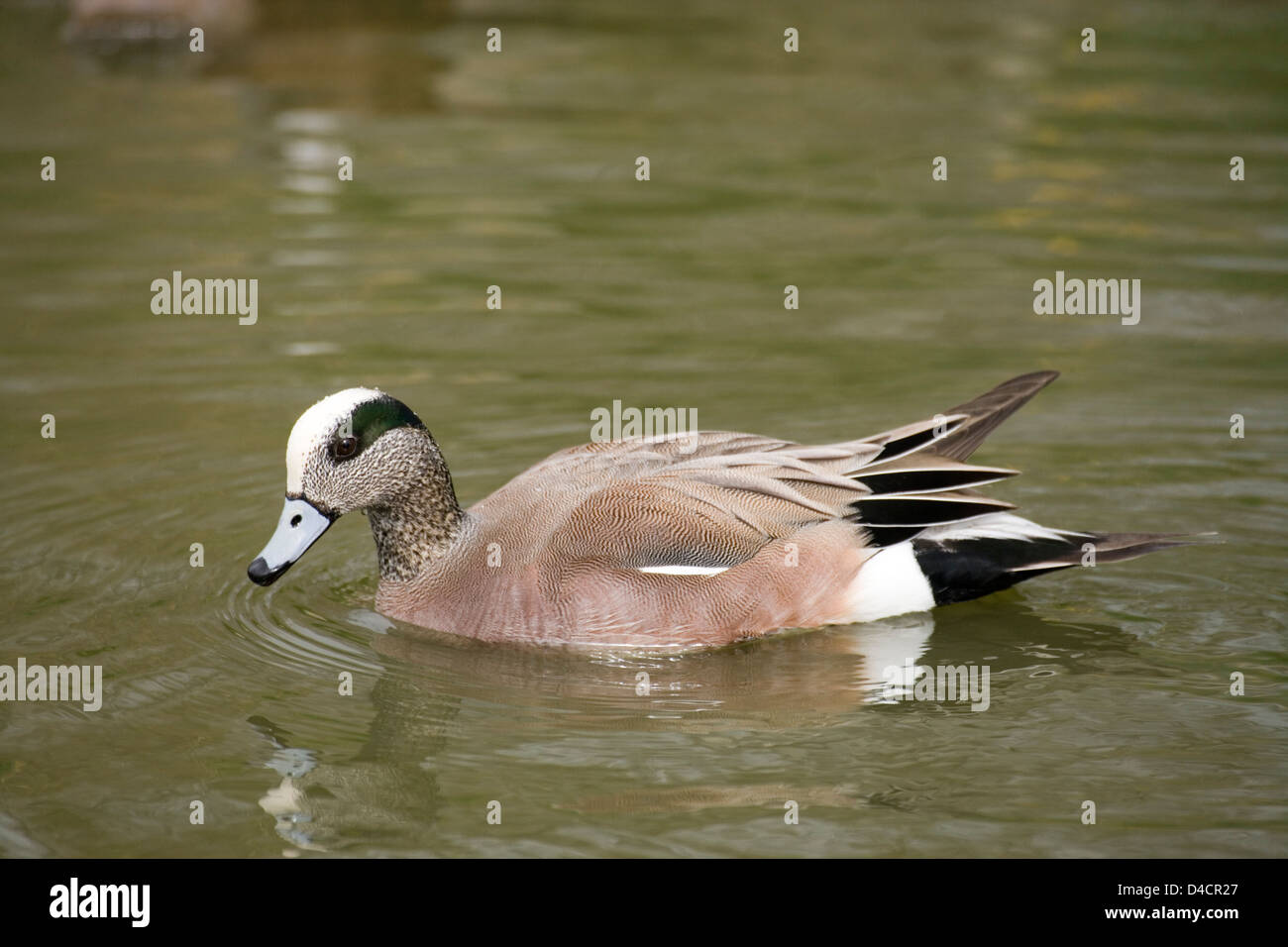 American WIGEON Anas americana, or Baldpate. Drake or male Stock Photo ...