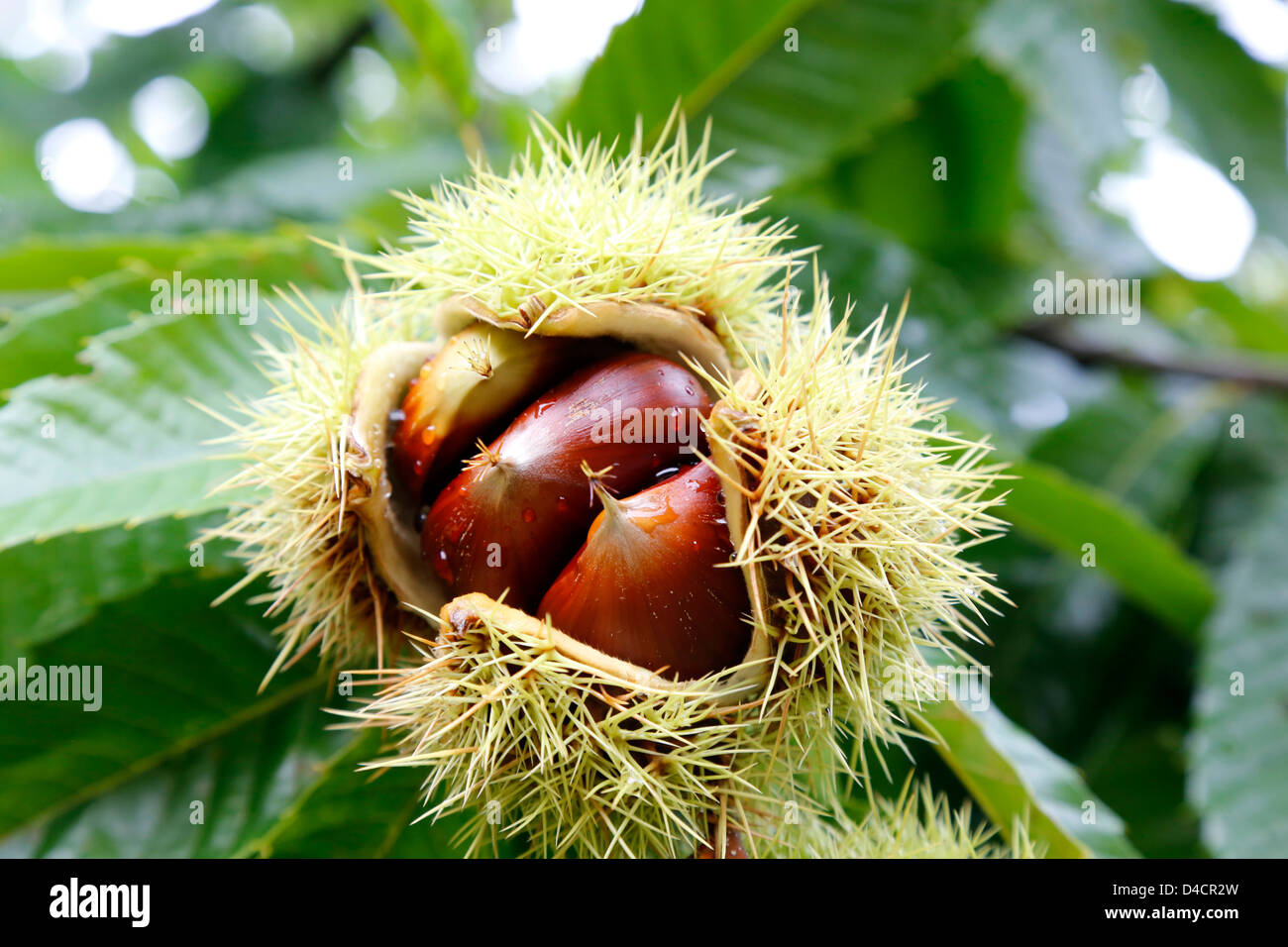 Opening chestnut, close-up Stock Photo - Alamy