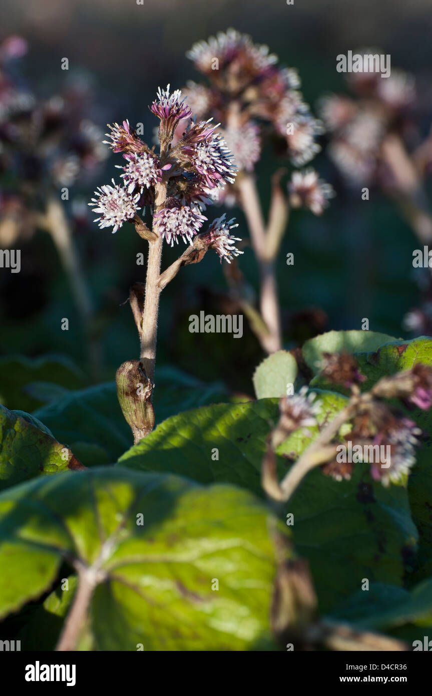 Winter heliotrope petasites fragrans hi-res stock photography and ...
