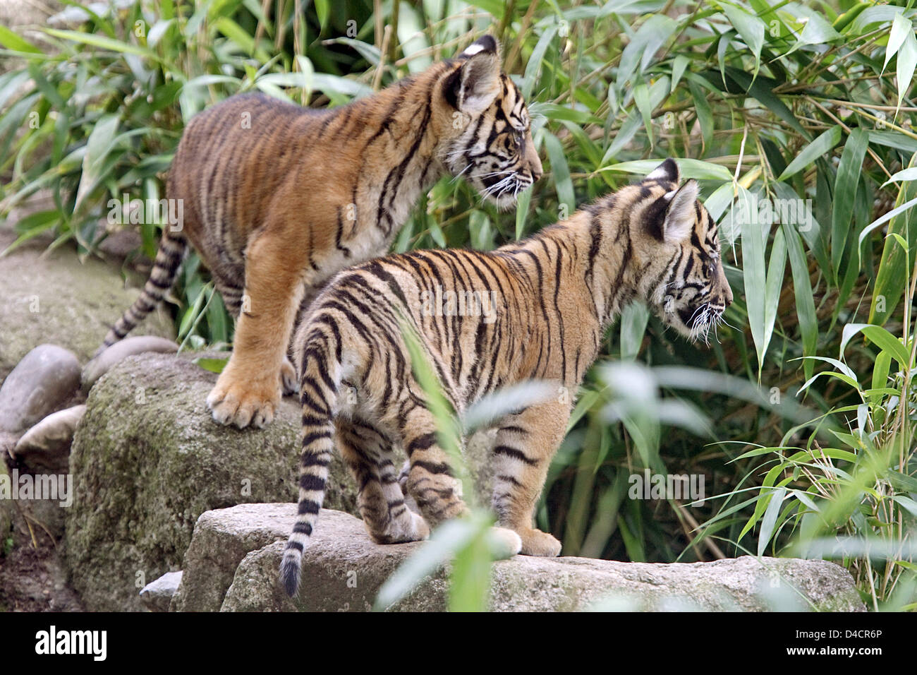 Two Sumatran Tiger cubs (lat.: Panthera tigris sumatrae) examine their ...