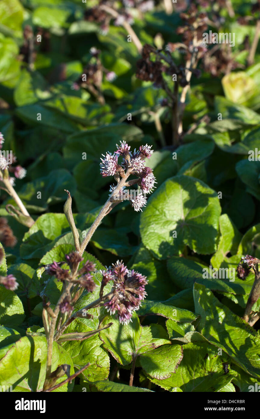 Winter heliotrope petasites fragrans hi-res stock photography and ...
