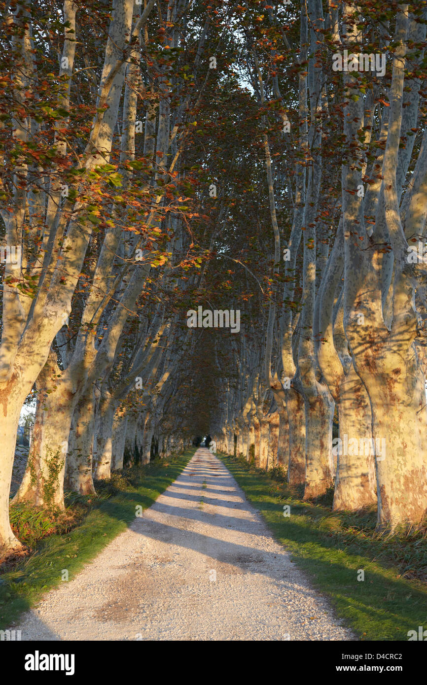 Plane tree avenue in autumn, Saint-Rémy-de-Provence, France Stock Photo ...