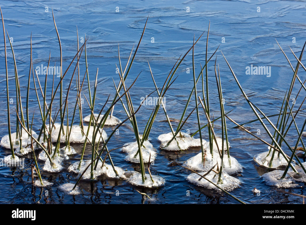Soft rushes in shallow water with ice reflecting the blue sky Stock ...