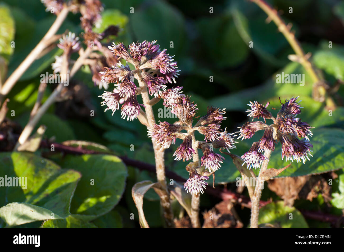 Winter heliotrope petasites fragrans hi-res stock photography and ...