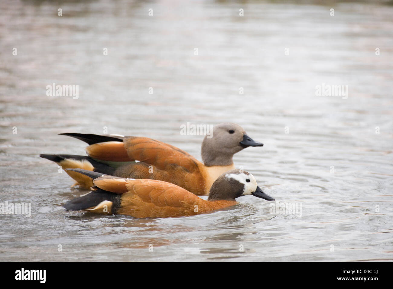 African cape shelduck hi-res stock photography and images - Alamy